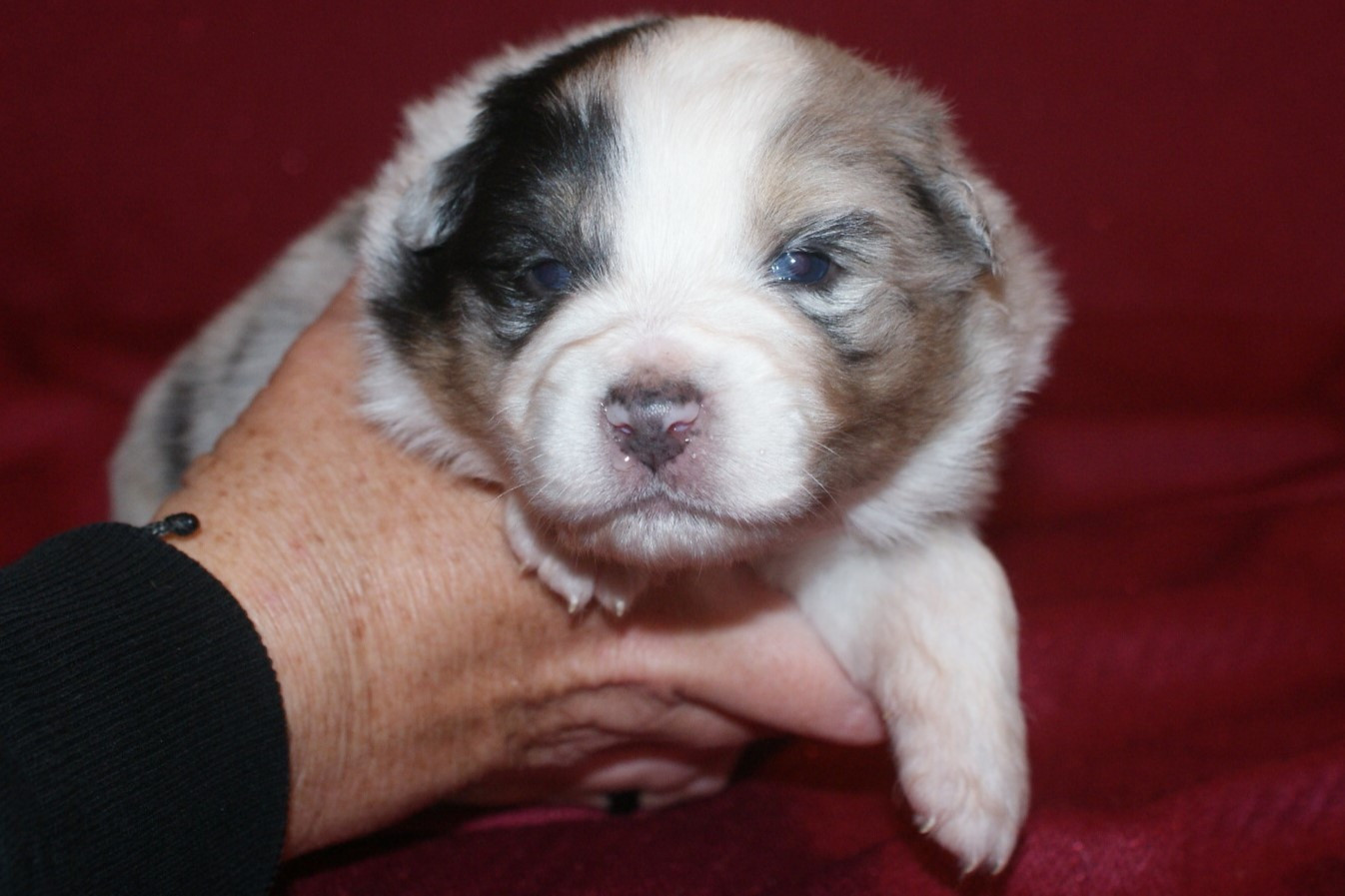 Actualité - Elevage Thomas Cormier - eleveur de chiens Berger Australien