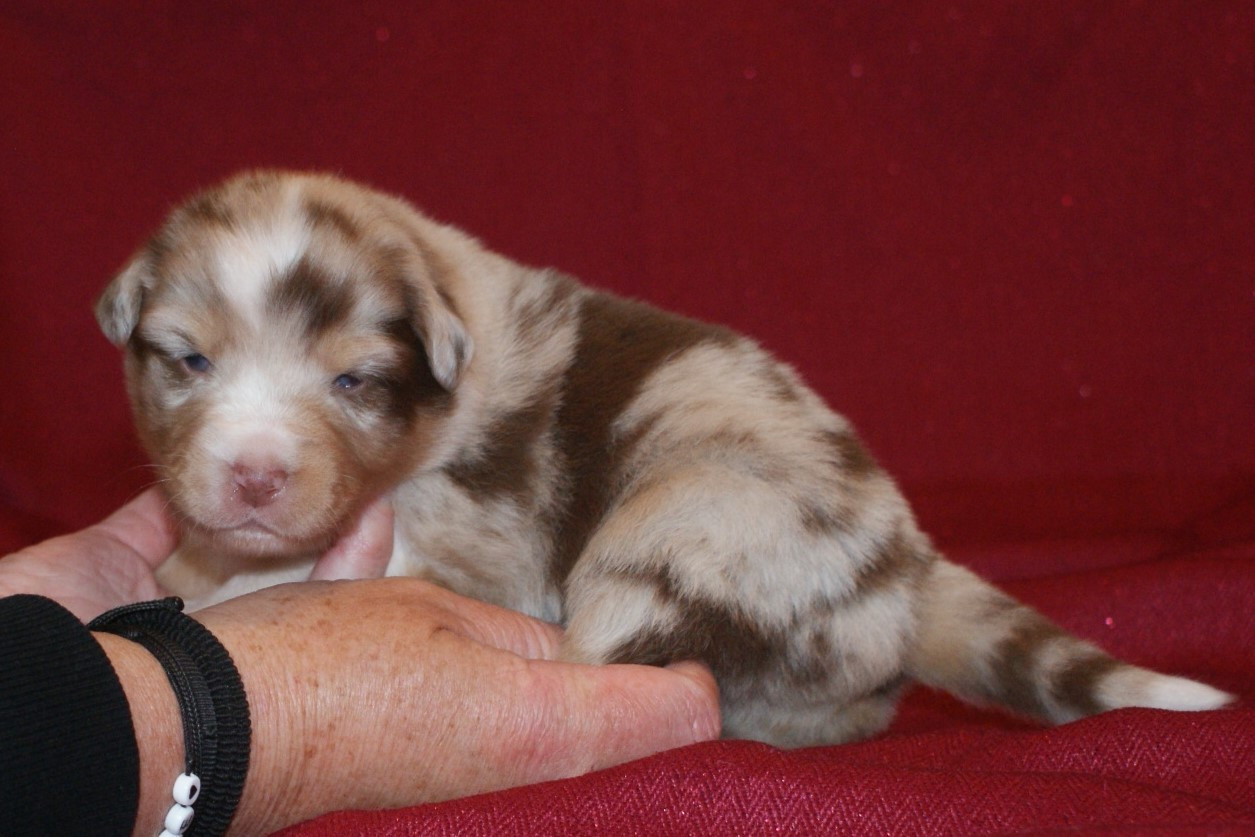 Actualité - Elevage Thomas Cormier - eleveur de chiens Berger Australien