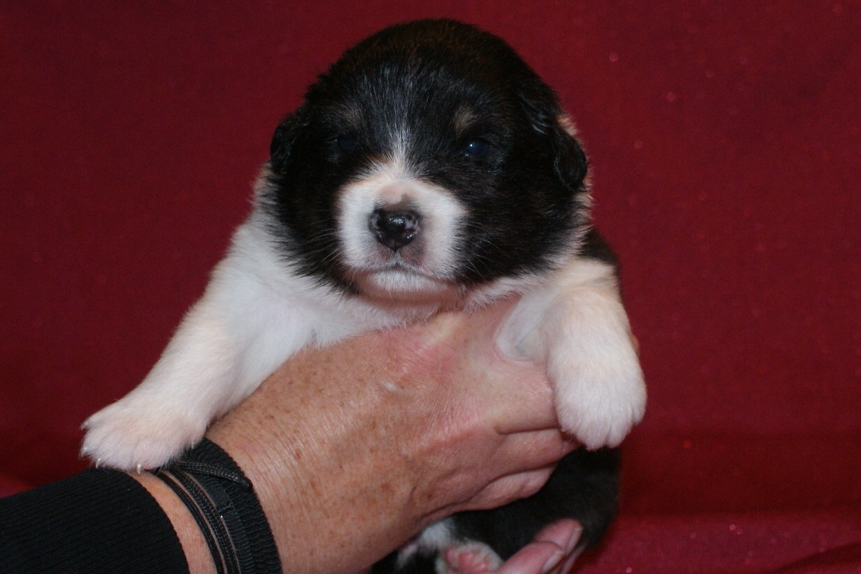 Actualité - Elevage Thomas Cormier - eleveur de chiens Berger Australien