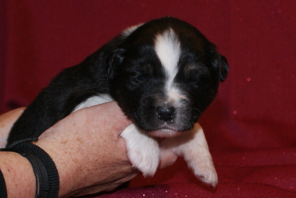 Actualité - Elevage Thomas Cormier - eleveur de chiens Berger Australien